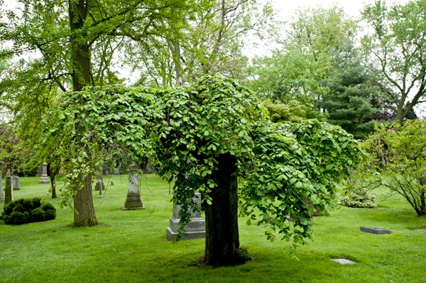 Toronto Necropolis | Mount Pleasant Group